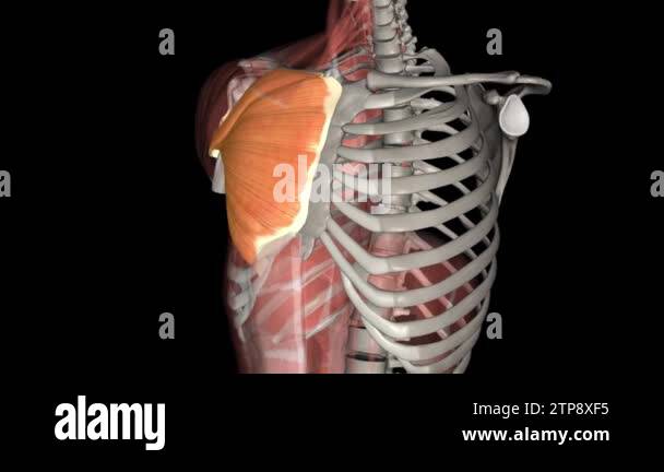 The pectoralis major is the superior most and largest muscle of the ...