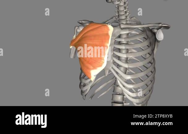 The pectoralis major is the superior most and largest muscle of the ...