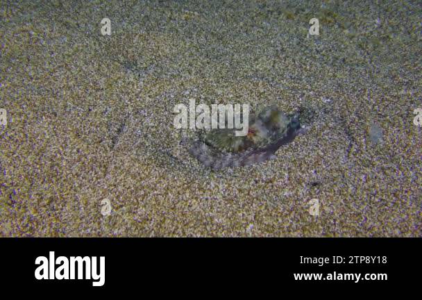 Octopus vulgaris prey Stock Videos & Footage - HD and 4K Video Clips ...