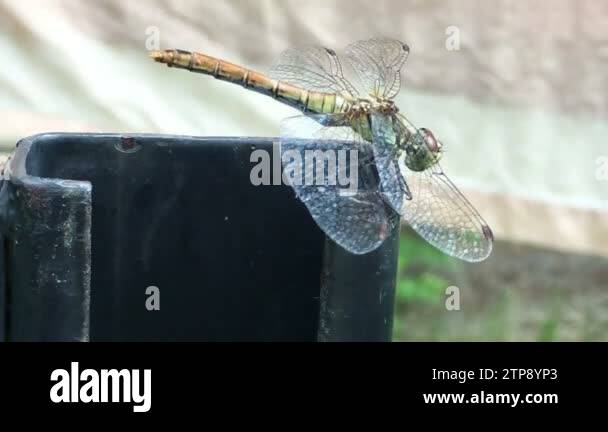Strong insects Stock Videos & Footage - HD and 4K Video Clips - Alamy