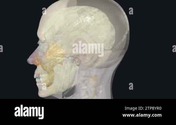 The fascia of the head and neck is composed of loose fibrous connective ...