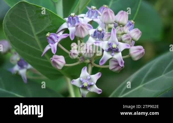Calotropis gigantea (Giant calotrope, Biduri, crown flower) with a ...