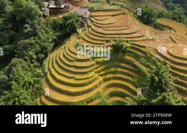 Rice harvest time. Landscape terraced rice field near Sapa. Mu Cang ...