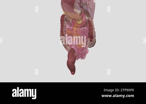 The colon, which forms most of the large intestine, is a tube of ...