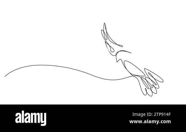 Continuous line drawing dove Stock Videos & Footage - HD and 4K Video ...