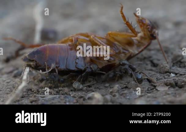 Eating cockroach Stock Videos & Footage - HD and 4K Video Clips - Alamy