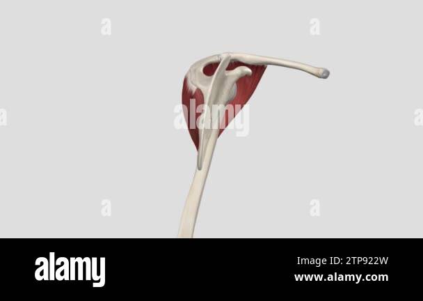 The Deltoid muscle is a large triangular-shaped muscle that lies over ...