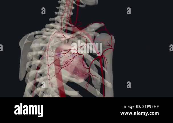 The thoracoacromial artery gives off four branches to supply the ...