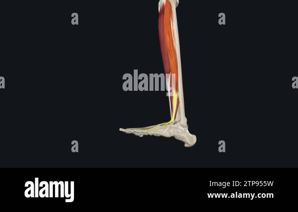 Extensor digitorum longus (EDL muscle) is a feather-like muscle of the ...