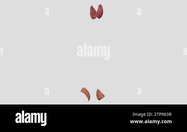 The endocrine system is made up of the endocrine glands that secrete ...