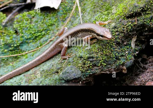 Black skink Stock Videos & Footage - HD and 4K Video Clips - Alamy