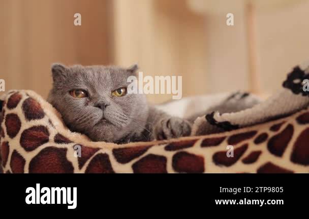Old cat bed Stock Videos & Footage - HD and 4K Video Clips - Alamy