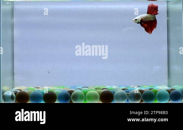 Betta fish Halfmoon long tail, short tail, Crowntails and Dumbo from ...
