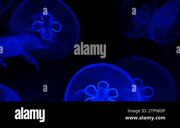 Translucent jellies Stock Videos & Footage - HD and 4K Video Clips - Alamy