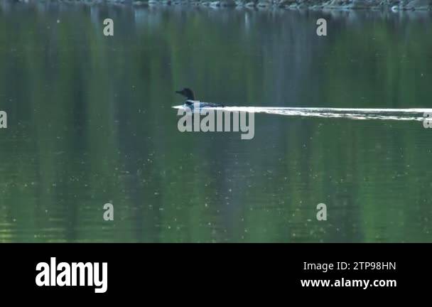 Loon diving Stock Videos & Footage - HD and 4K Video Clips - Alamy