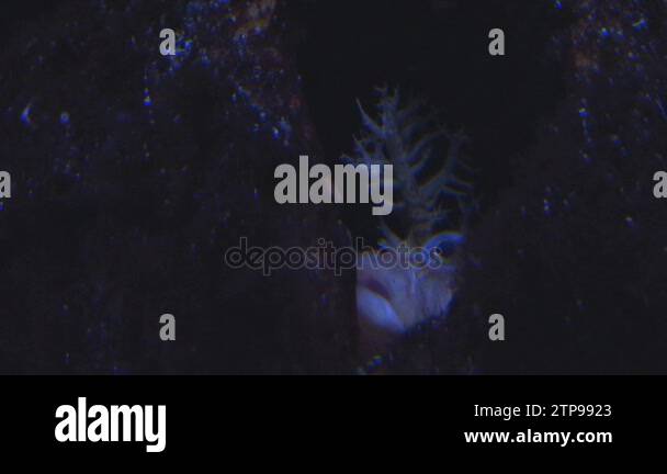 spiny fish with big lips hiding Stock Video Footage - Alamy