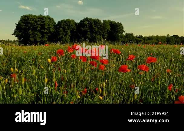 French poppy field Stock Videos & Footage - HD and 4K Video Clips - Alamy