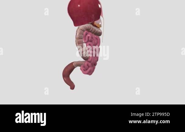 The colon, which forms most of the large intestine, is a tube of ...