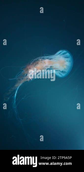 beautiful colourful jellyfish medusa swim underwater in ocean or zoo ...