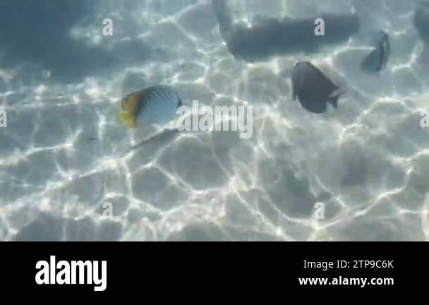 Beautiful underwater scenery with various types of fish and coral reefs ...