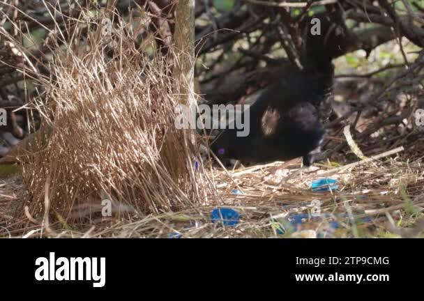 Bowerbirds australia Stock Videos & Footage - HD and 4K Video Clips - Alamy