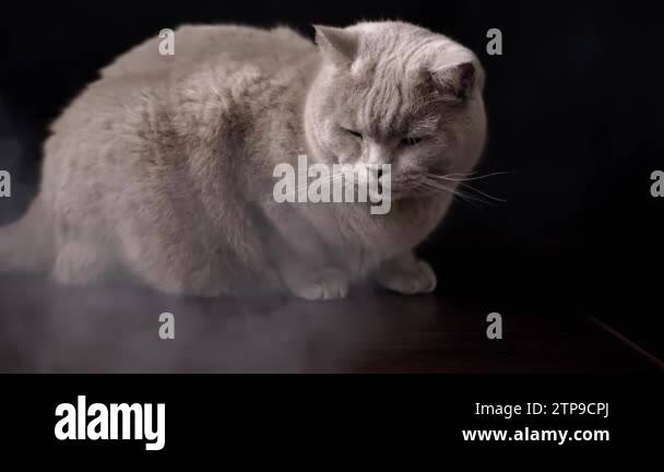 Close up, Large Gray Fluffy Cat Sits on Surface of a Table in a Smoky ...