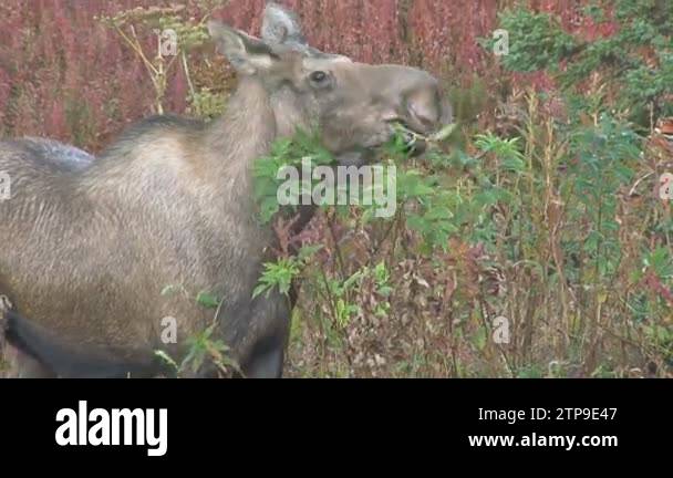 Moose teeth Stock Videos & Footage - HD and 4K Video Clips - Alamy