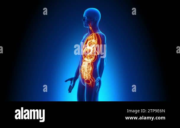 Liver male anatomy human organs Stock Videos & Footage - HD and 4K ...
