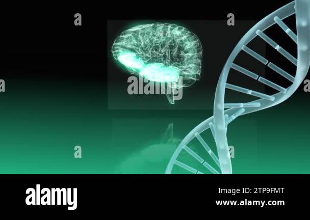 Animation of human brain and dna structure spinning against green ...