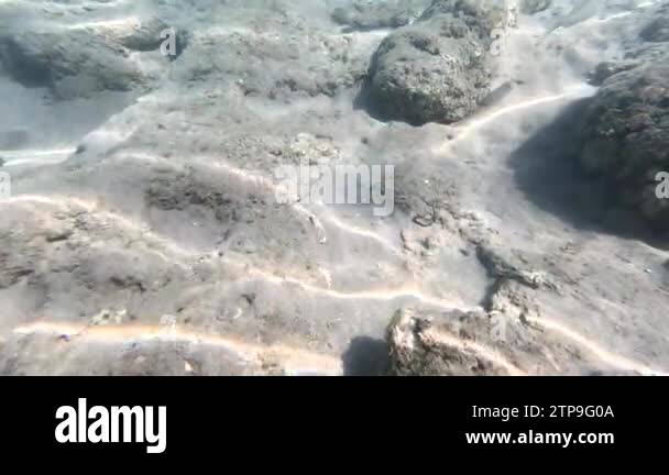 Beautiful underwater scenery with various types of fish and coral reefs ...