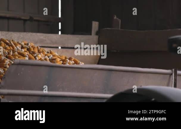 Loads of shells Stock Videos & Footage - HD and 4K Video Clips - Alamy