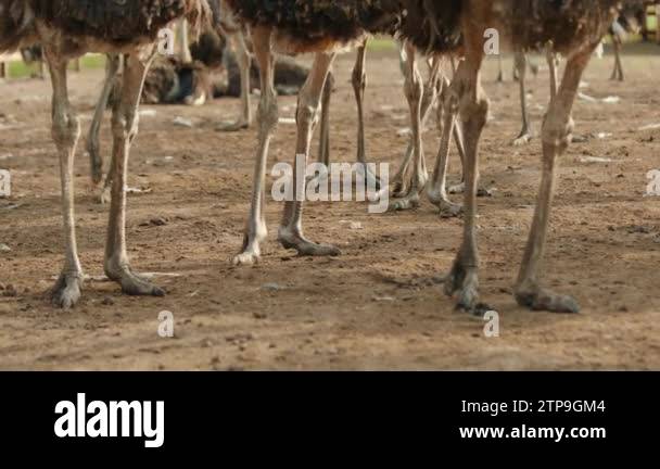 Claw toed Stock Videos & Footage - HD and 4K Video Clips - Alamy