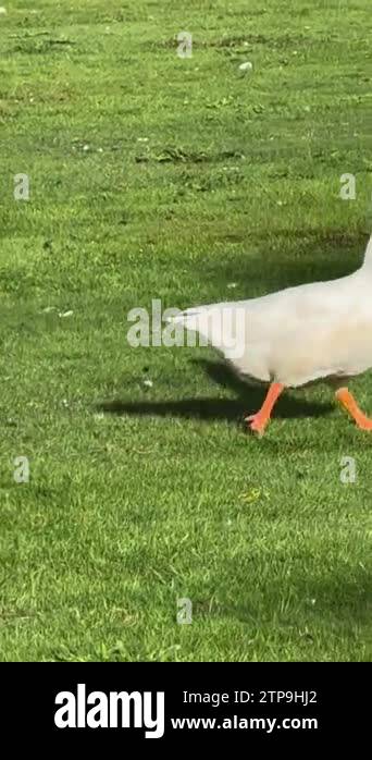 Marching geese Stock Videos & Footage - HD and 4K Video Clips - Alamy