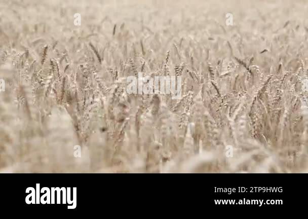 Wheat field on wind Stock Videos & Footage - HD and 4K Video Clips - Alamy