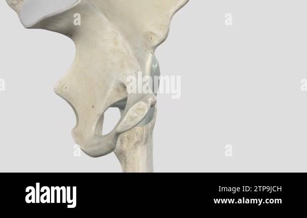A joint capsule, also knows as an articular capsule, is a fluid-filled ...