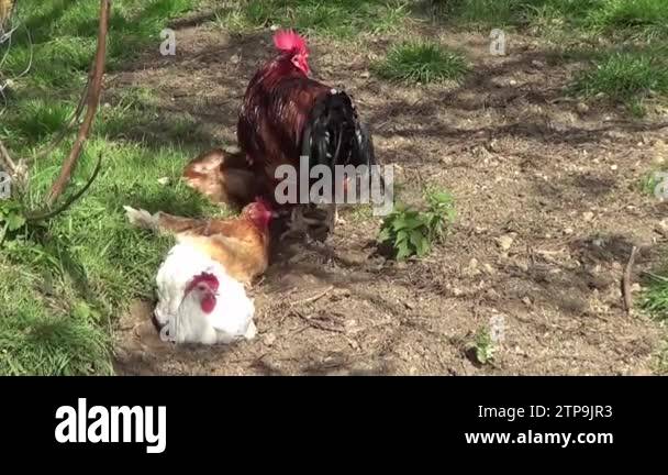 Cockerel hen chicken rooster Stock Videos & Footage - HD and 4K Video ...