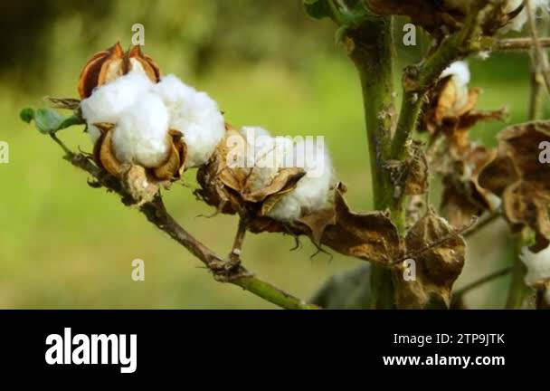 Raw Organic Cotton Growing. Cotton field background ready for harvest ...