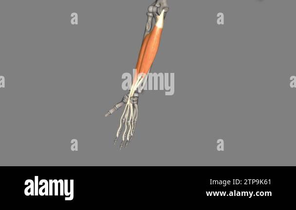 The flexor digitorum superficialis flexes the middle phalanges of the ...