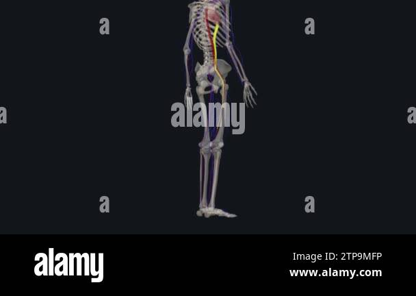 Continuing proximally, the superficial femoral vein is joined by the ...