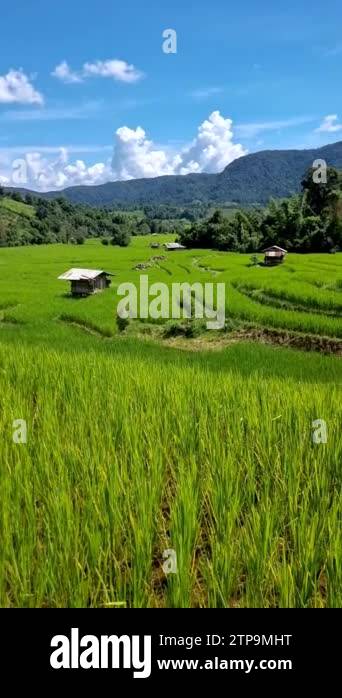 Terraced Rice Field in Chiangmai during the green rain season, Thailand ...