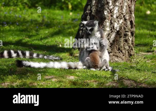 Female ring tailed lemur Stock Videos & Footage - HD and 4K Video Clips ...
