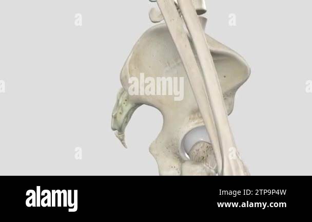 The sacrum is the triangular bone just below the lumbar vertebrae Stock ...