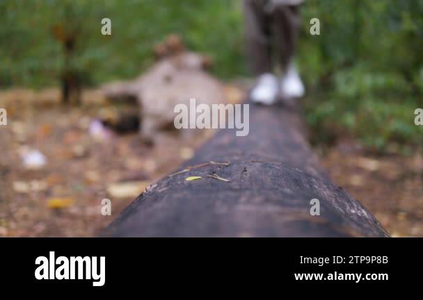 Happy life. Legs of girl walk on log in forest and balance. Healthy ...