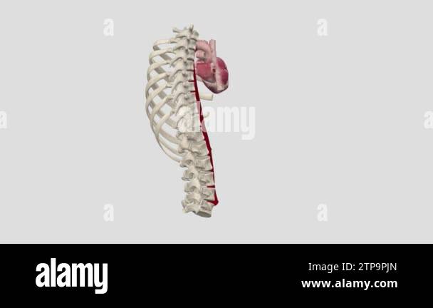 An abdominal aortic aneurysm is an enlarged area in the lower part of ...