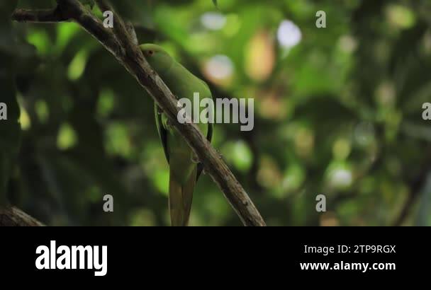 Alexandrine parakeet on tree Stock Videos & Footage - HD and 4K Video ...