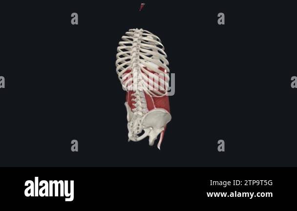 The abdominal muscles are the muscles forming the abdominal walls, the ...