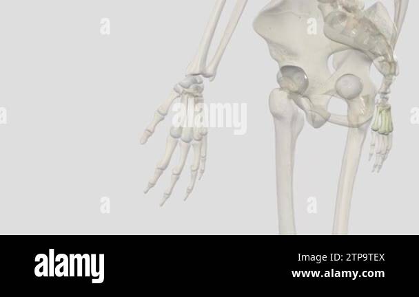 metacarpal, any of several tubular bones between the wrist (carpal ...