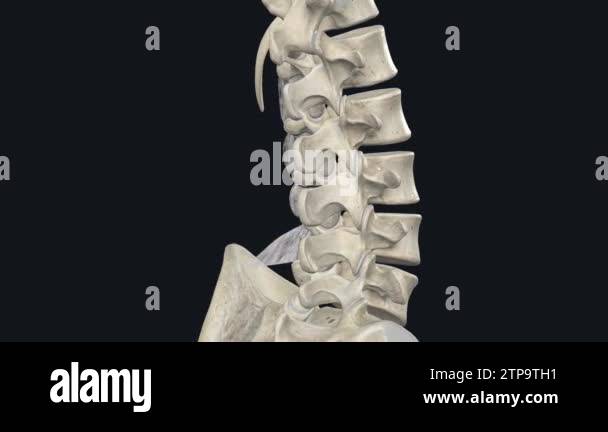 The intertransverse ligaments are weak, sheet-like ligaments ...