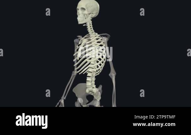Axial skeleton is made up of the 80 bones within the central core of ...