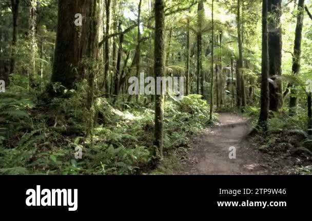 Forest walk way Stock Videos & Footage - HD and 4K Video Clips - Alamy